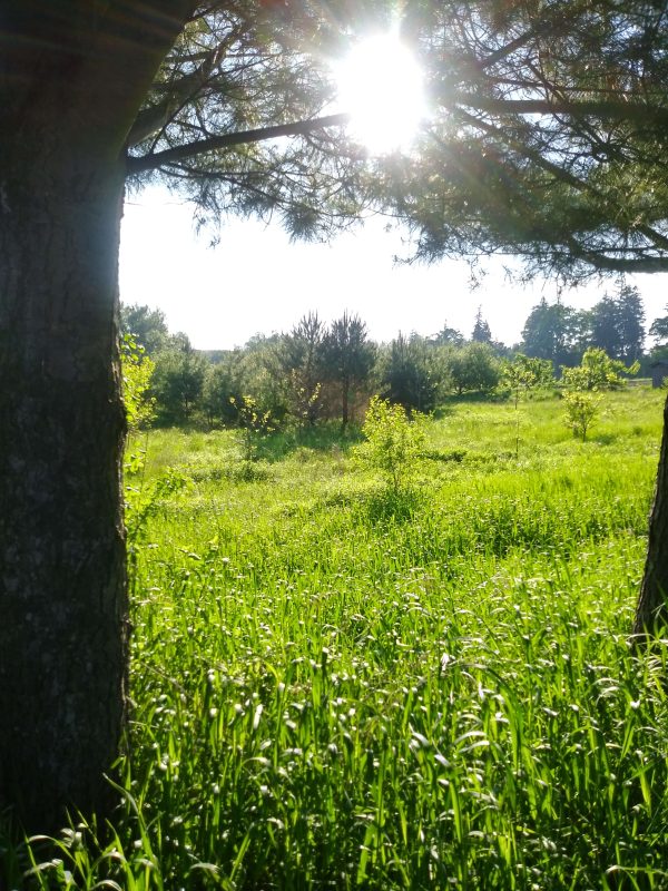 A Primer on Integral Ecology: Unpacking its Meaning and Implications ...