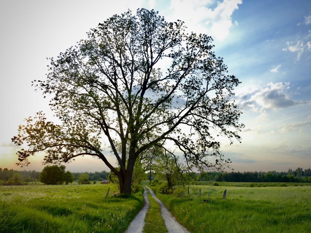 Finding Peace with Creation | Ignatius Jesuit Centre