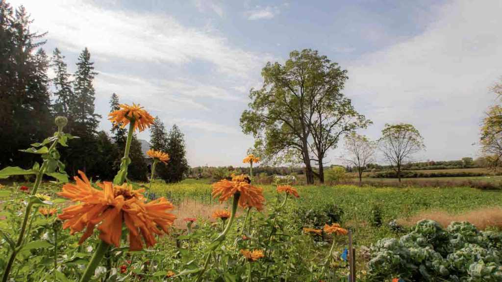 A Primer on Integral Ecology: Unpacking its Meaning and Implications ...