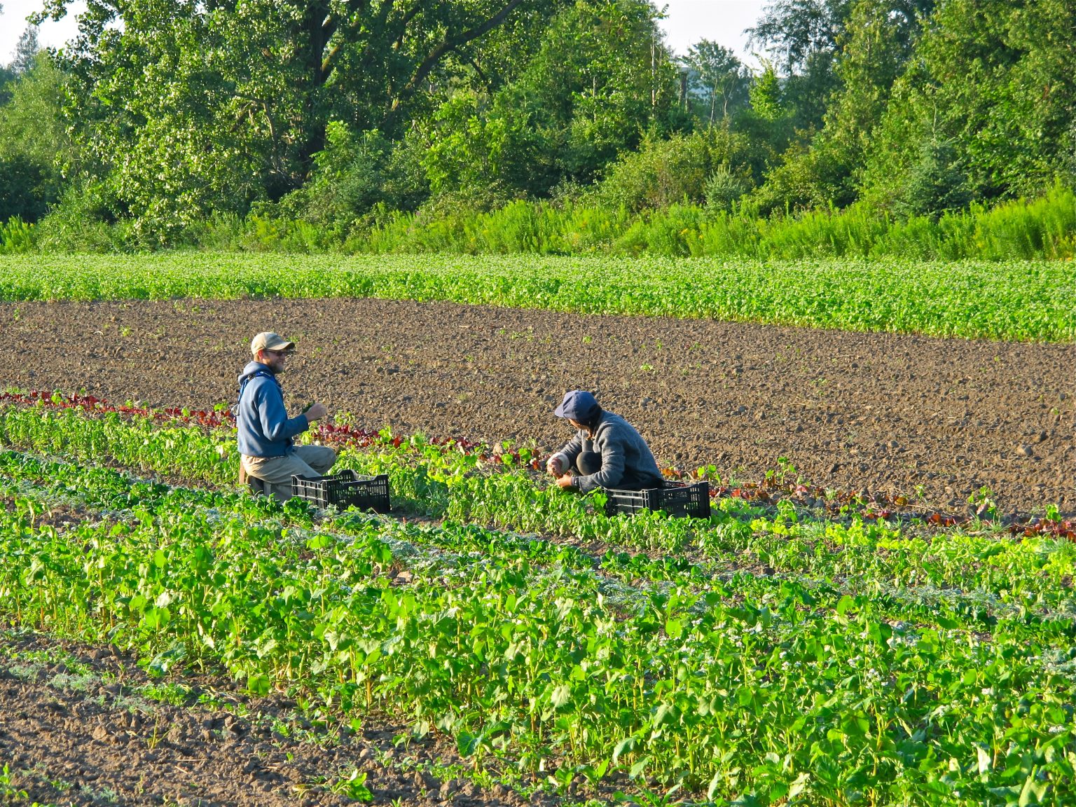 A Primer on Integral Ecology: Unpacking its Meaning and Implications ...