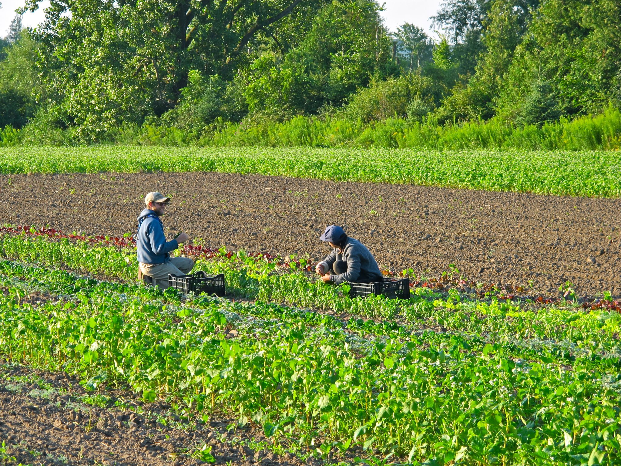 A Primer on Integral Ecology: Unpacking its Meaning and Implications ...