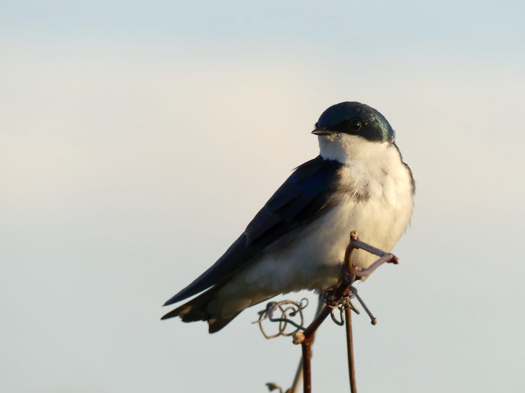 Spring Bird Walk with Nature Guelph (City Nature Challenge) | Ignatius ...